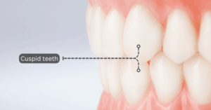 Cuspid Teeth: Anatomy and Function of Canine Teeth Explained - Share ...